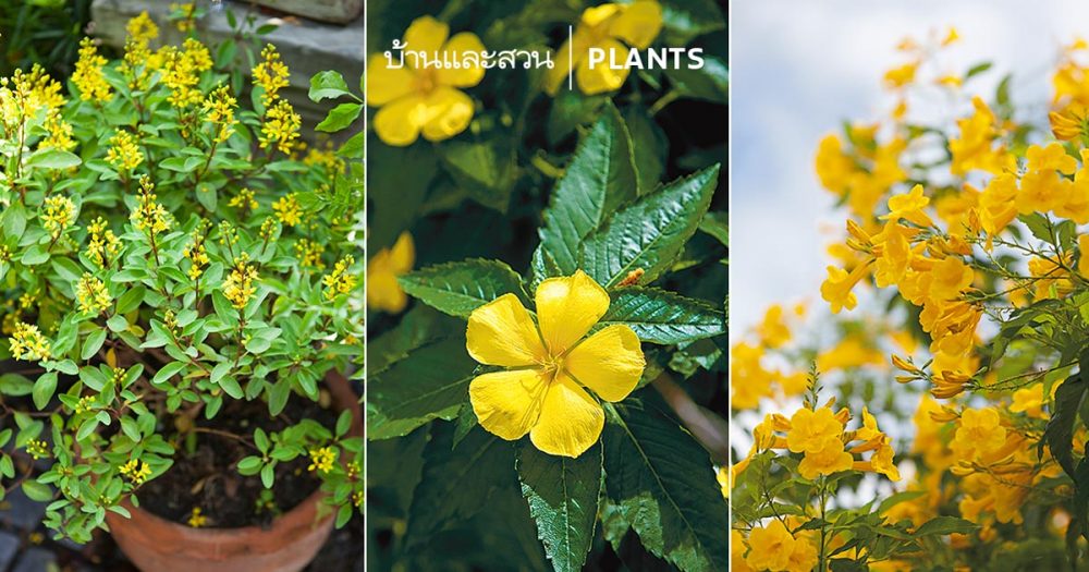 ไม้ดอกสีเหลือง [ ดอกไม้สีเหลือง ] 9 ชนิด ปลูกให้สวนสวยอร่าม - บ้านและสวน