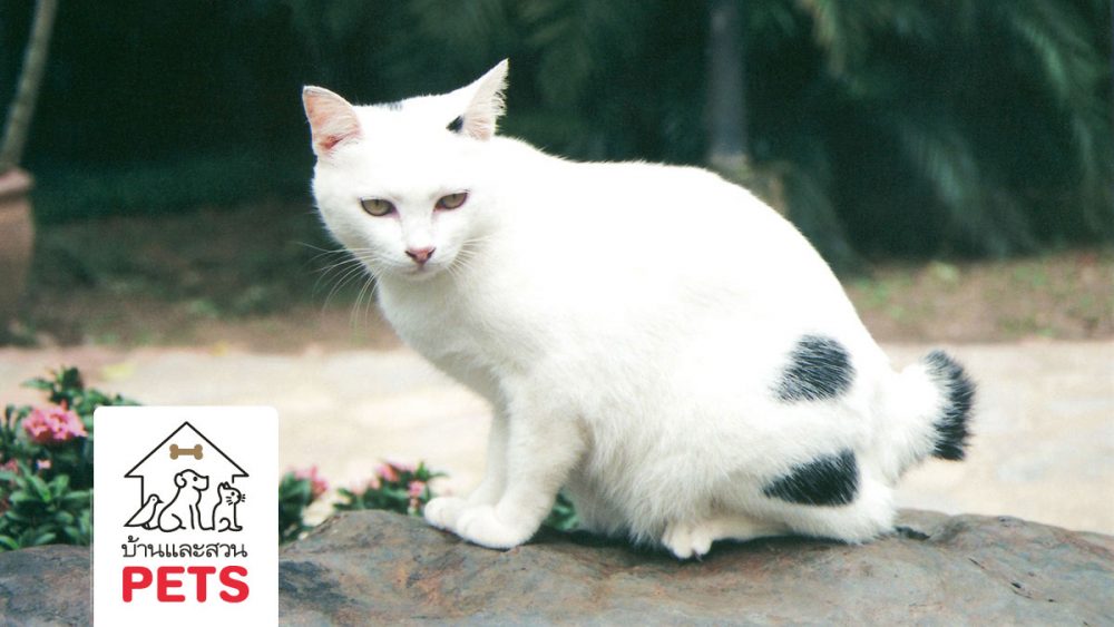 แมวหางกระต่าย