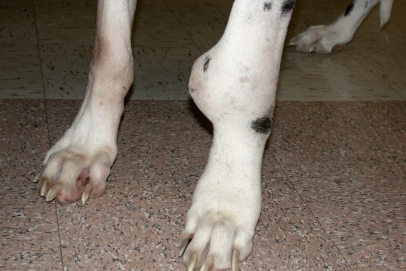 Pets Pets