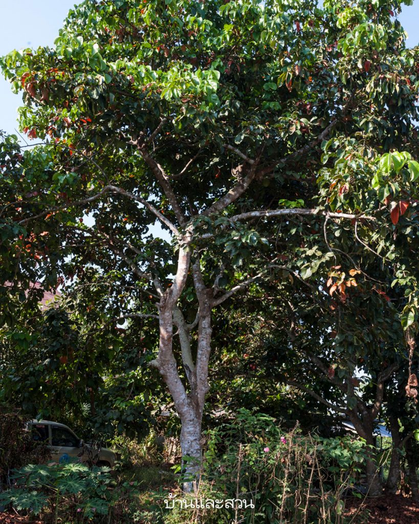 ไม้ยืนต้นกินได้ เนื้อไม้ใช้ได้ ขุดล้อมขายได้ ต้นเดียวประโยชน์ 3 อย่าง ...