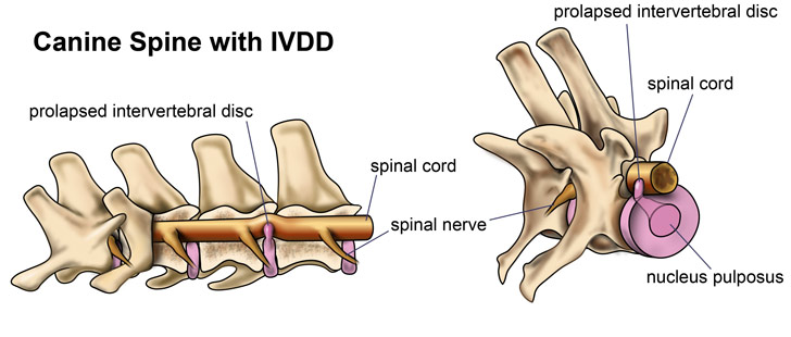  Intervertebral Disc Disease IVDD Pets