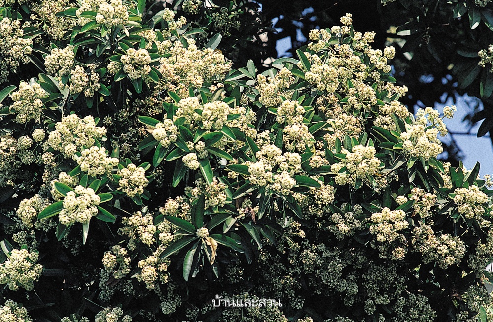 ต้นตีนเป็ด หอมหรือเหม็นสำหรับคุณ - บ้านและสวน