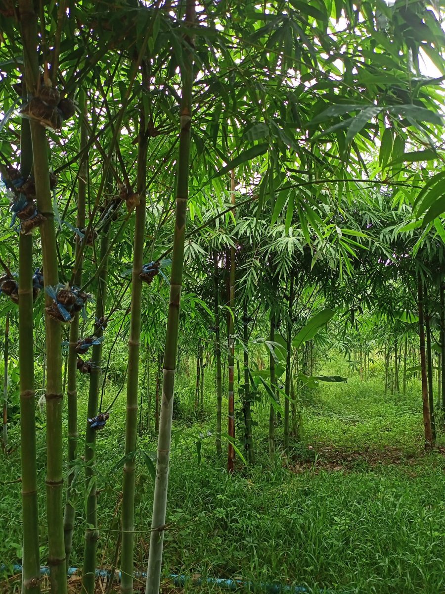 ต้นไผ่ ที่ใช้จัดสวนและพืชเศรษฐกิจ - บ้านและสวน