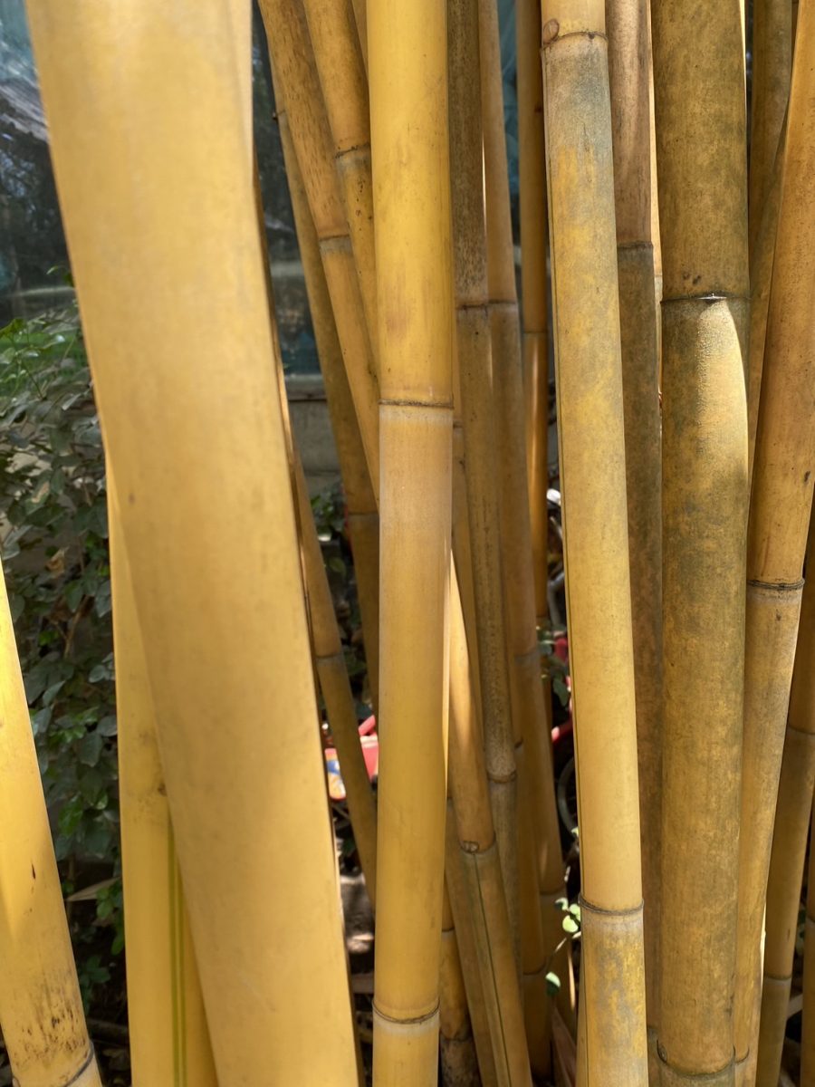 ต้นไผ่ ที่ใช้จัดสวนและพืชเศรษฐกิจ - บ้านและสวน