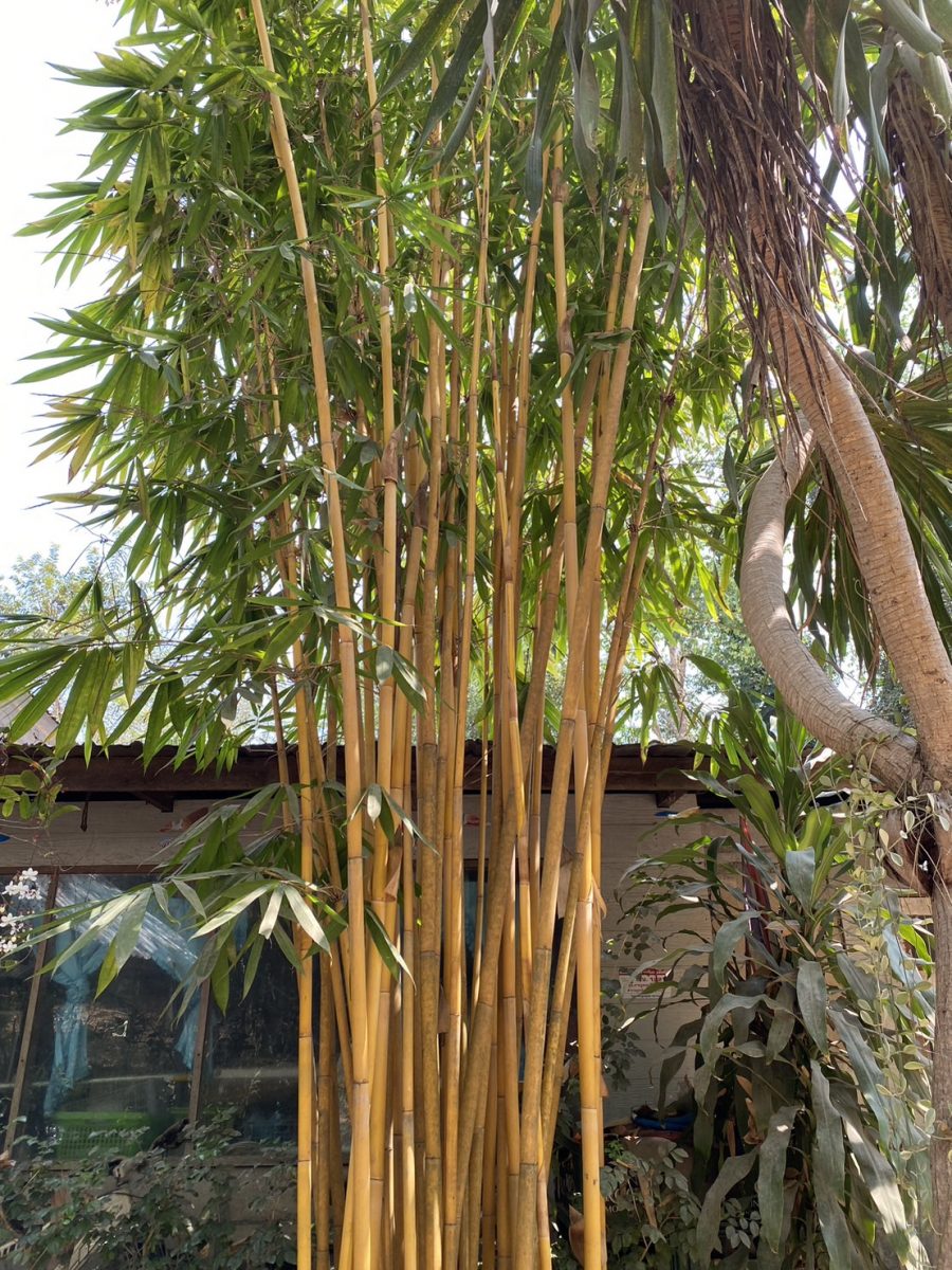 ต้นไผ่ ที่ใช้จัดสวนและพืชเศรษฐกิจ - บ้านและสวน