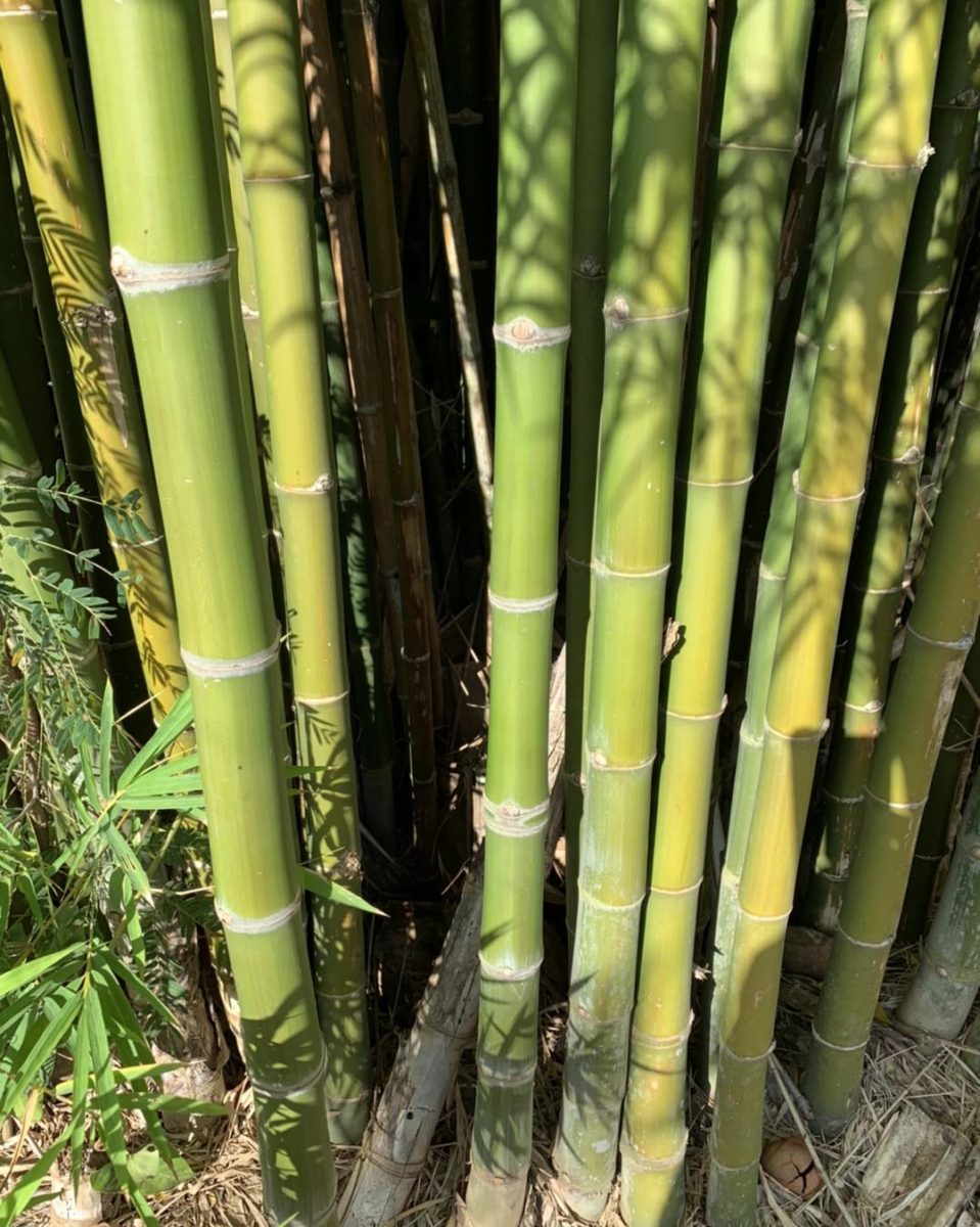 ต้นไผ่ ที่ใช้จัดสวนและพืชเศรษฐกิจ - บ้านและสวน