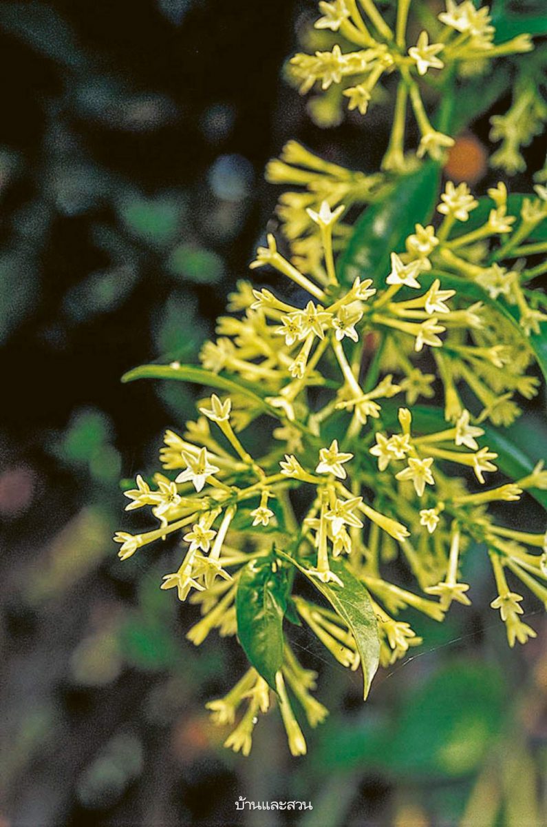 8 ต้นไม้ดอกหอม กลิ่นฟุ้งแรงในช่วงเวลากลางคืน