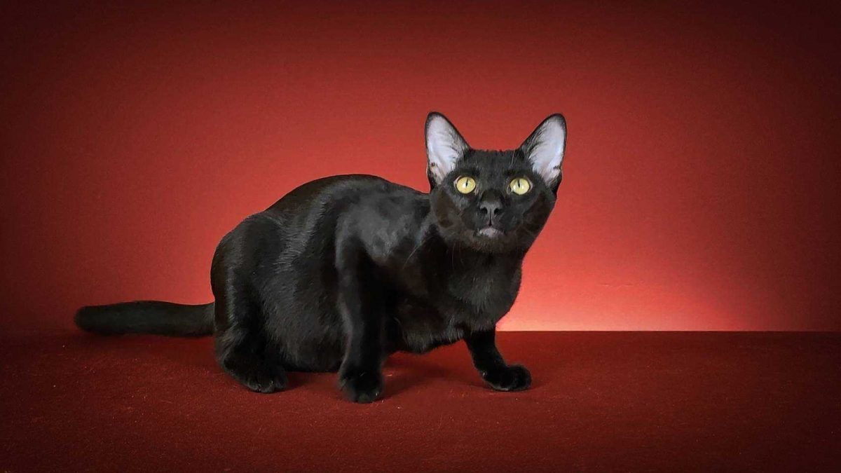 แมวไทย โบราณ 5 สายพันธุ์ มรดกทางวัฒนธรรมที่ยังมีลมหายใจ