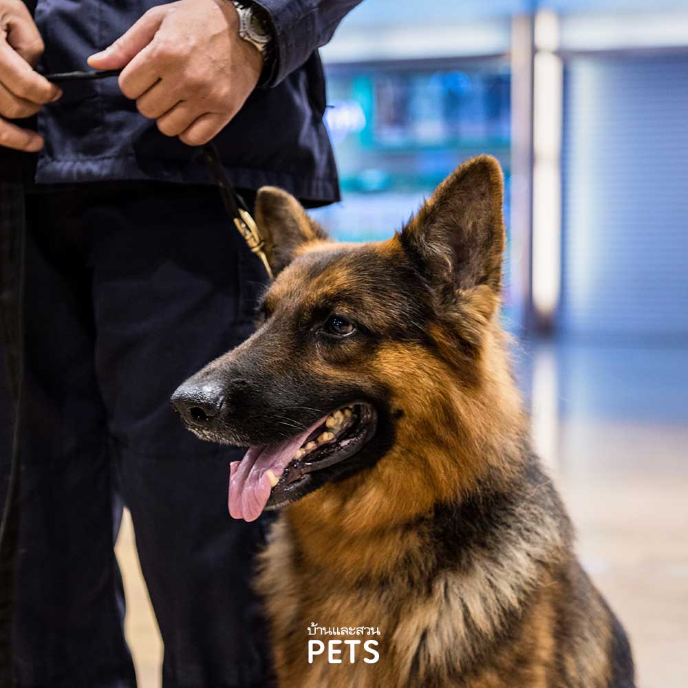 สุนัข K-9 ในระบบรถไฟฟ้า กับเบื้องหลังที่หลายคนไม่เคยรู้ - บ้านและสวน